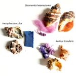 Dyeing with Ancient Shell Purple Dye - Refashioning the Renaissance